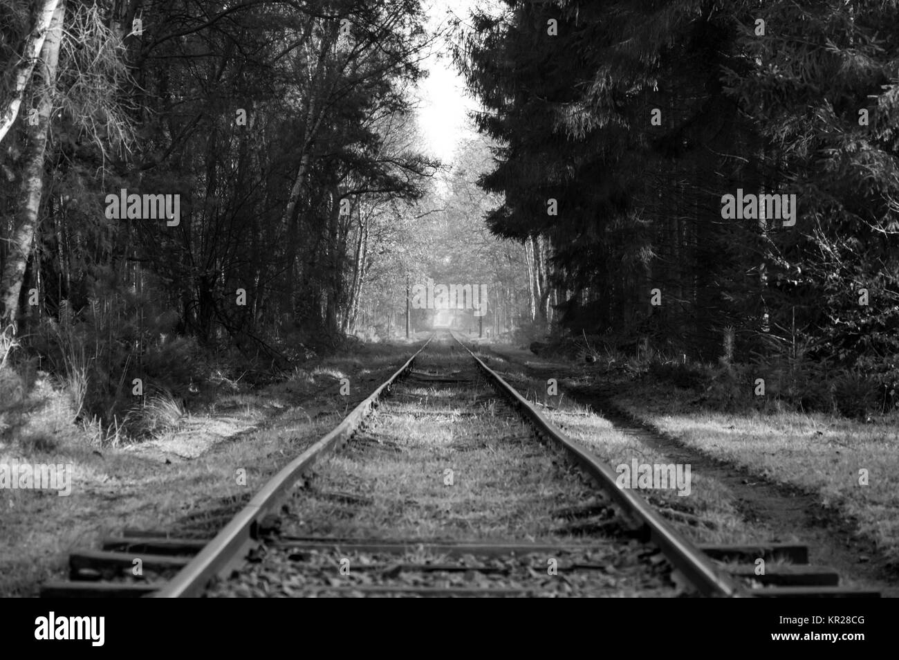 Forest locomotive Black and White Stock Photos & Images - Alamy