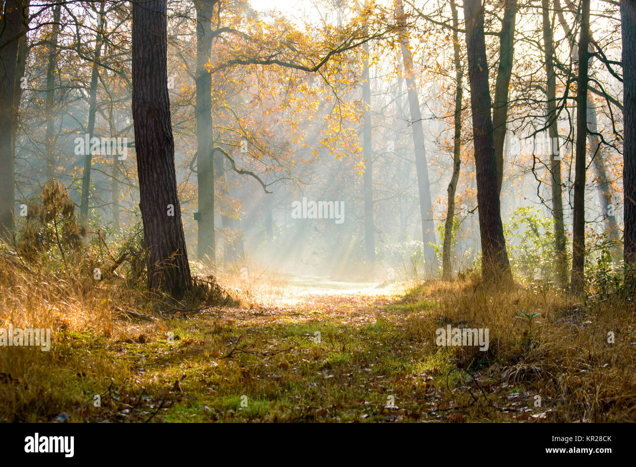 Autumn morning sun in a forest Stock Photo - Alamy