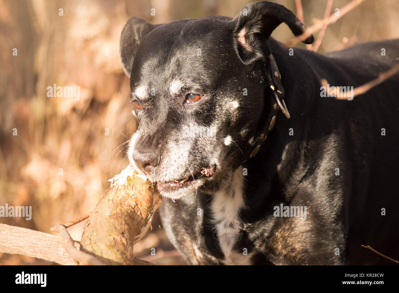 Dog chewing on a tree Stock Photo - Alamy