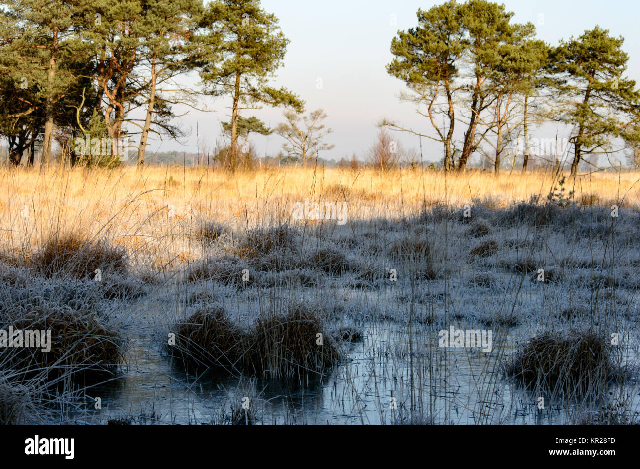 Gold colored grass hi-res stock photography and images - Alamy