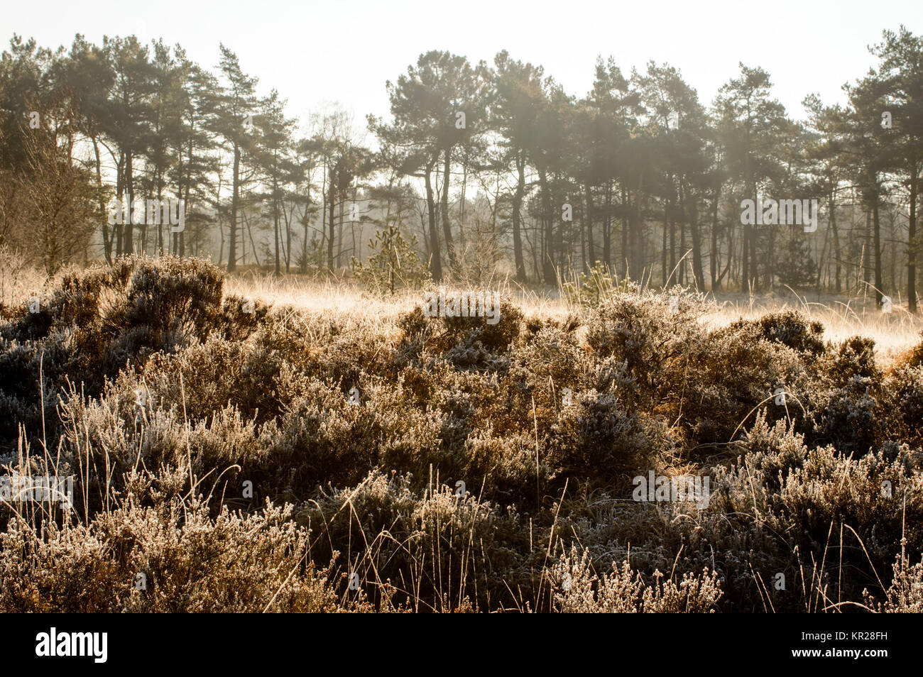 Gold colored plants hi-res stock photography and images - Alamy
