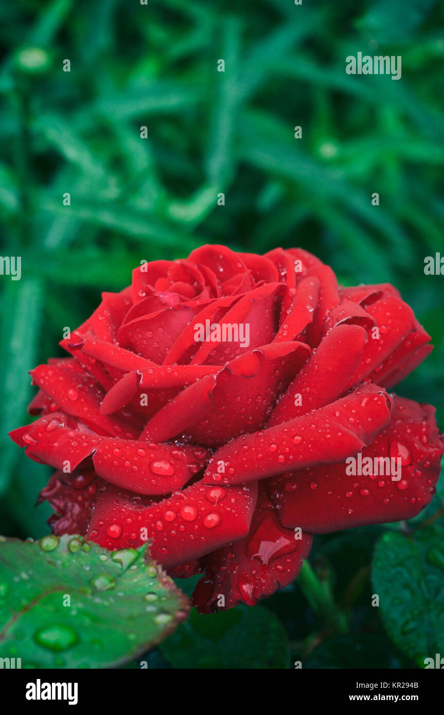 red rose in drops of rain, close-up Stock Photo - Alamy