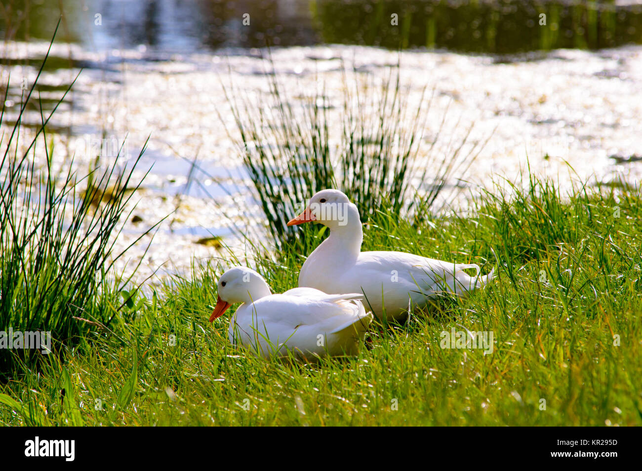 Couple of cute american peking ducks Stock Photo - Alamy