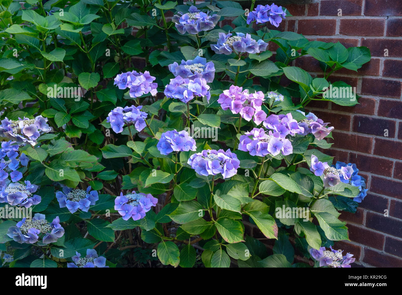Hydrangea bush in flower and growing in concrete driveway next to a ...
