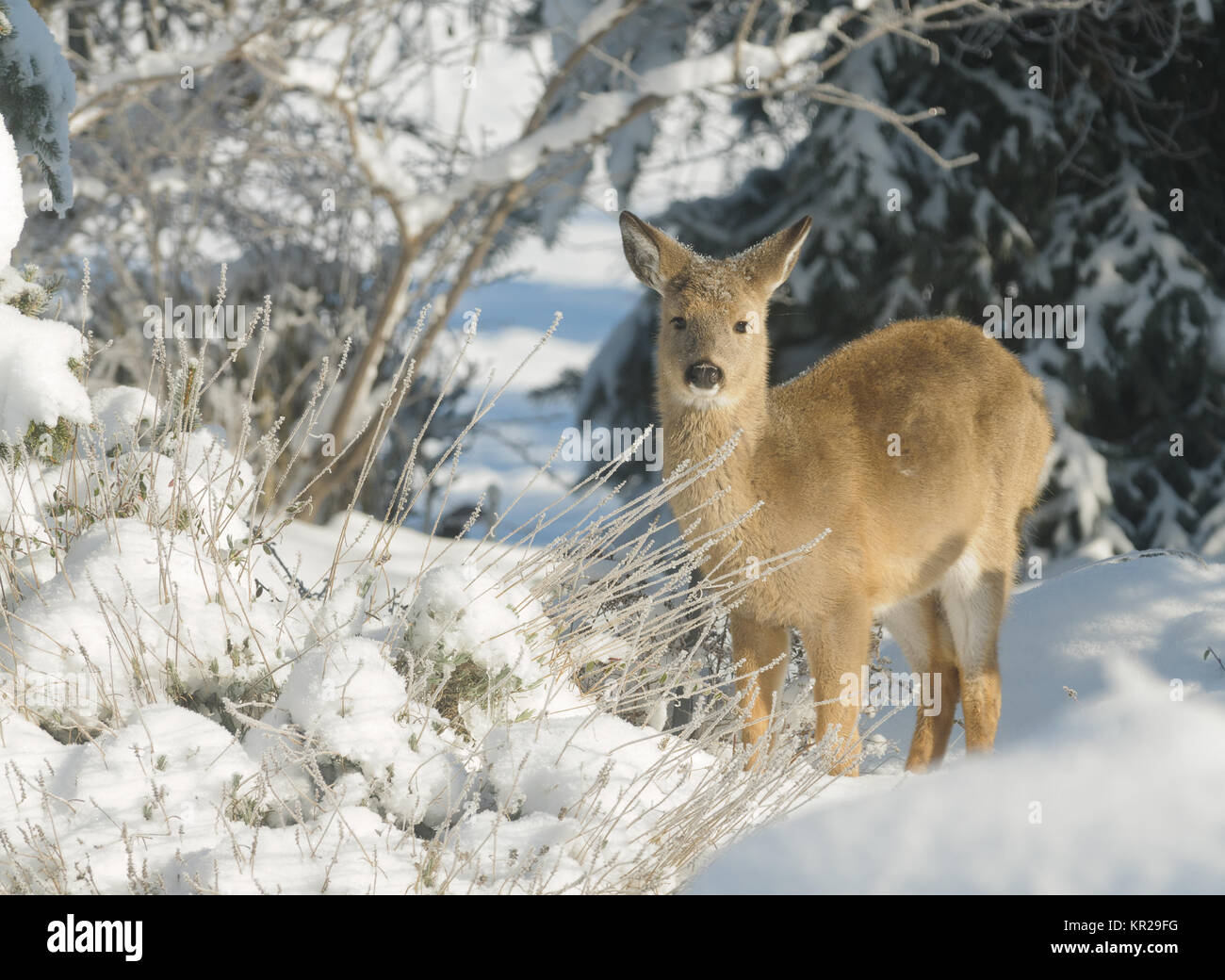 Whitetail deer fawn in the winter Stock Photo - Alamy