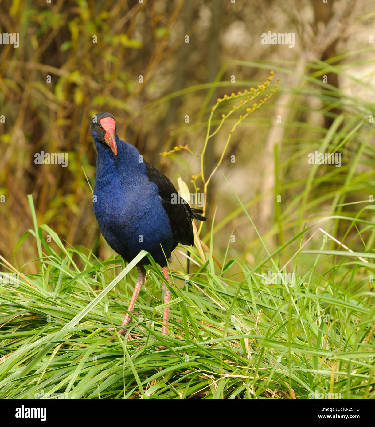 New zealand pukeko hi-res stock photography and images - Alamy
