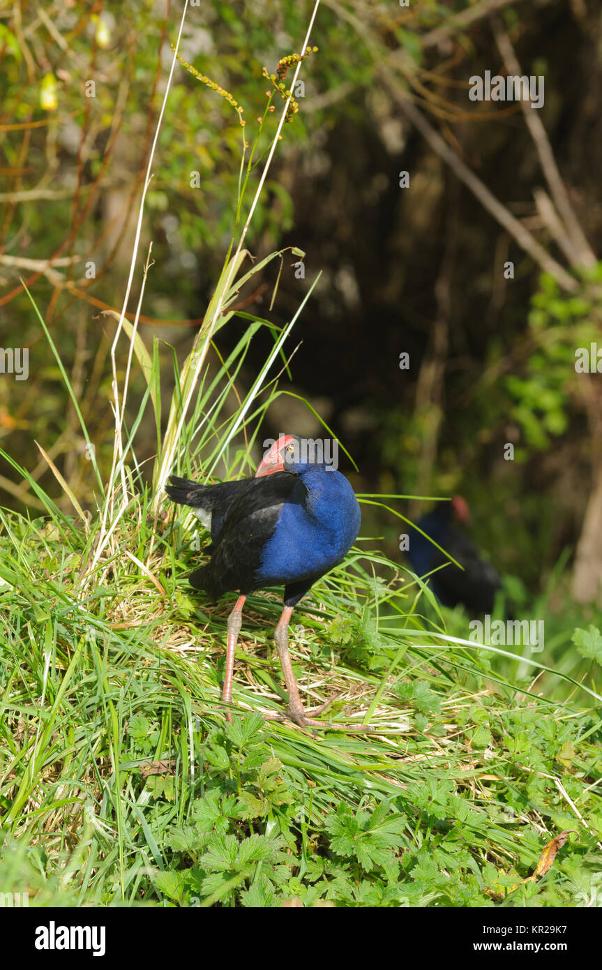 Pukeko native new zealand bird hi-res stock photography and images - Alamy
