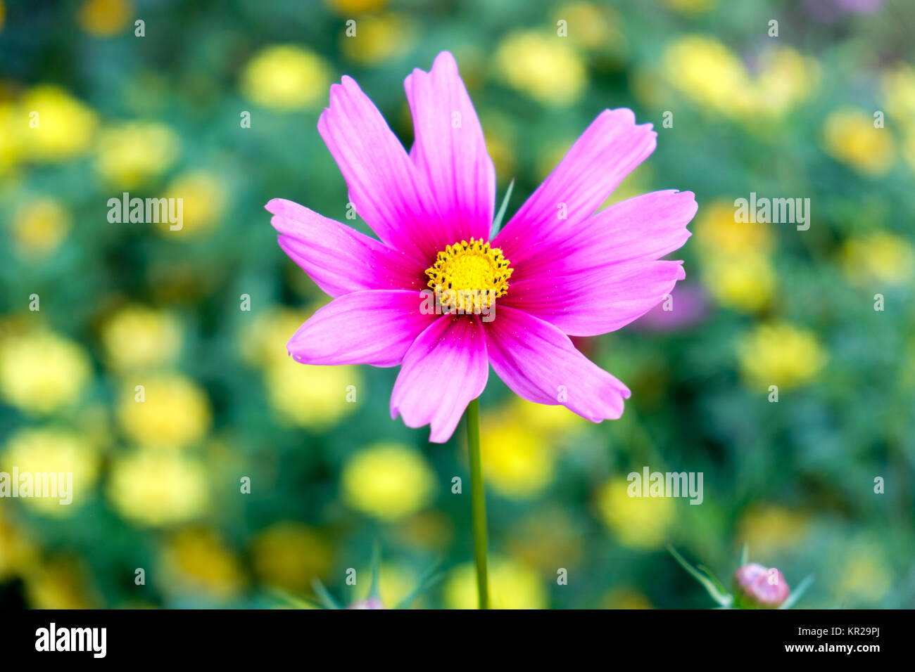 Cosmos flower in garden Stock Photo - Alamy