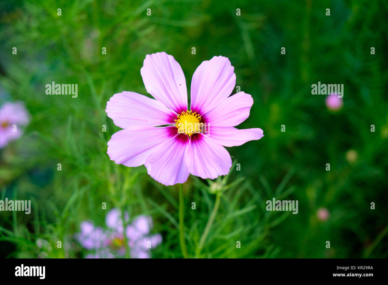 Cosmos flower in garden Stock Photo - Alamy