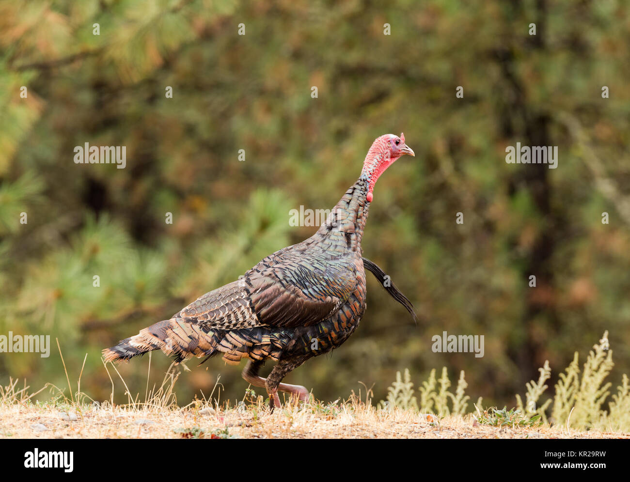 Closeup of male (Tom) Wild Turkey in the forest Stock Photo - Alamy