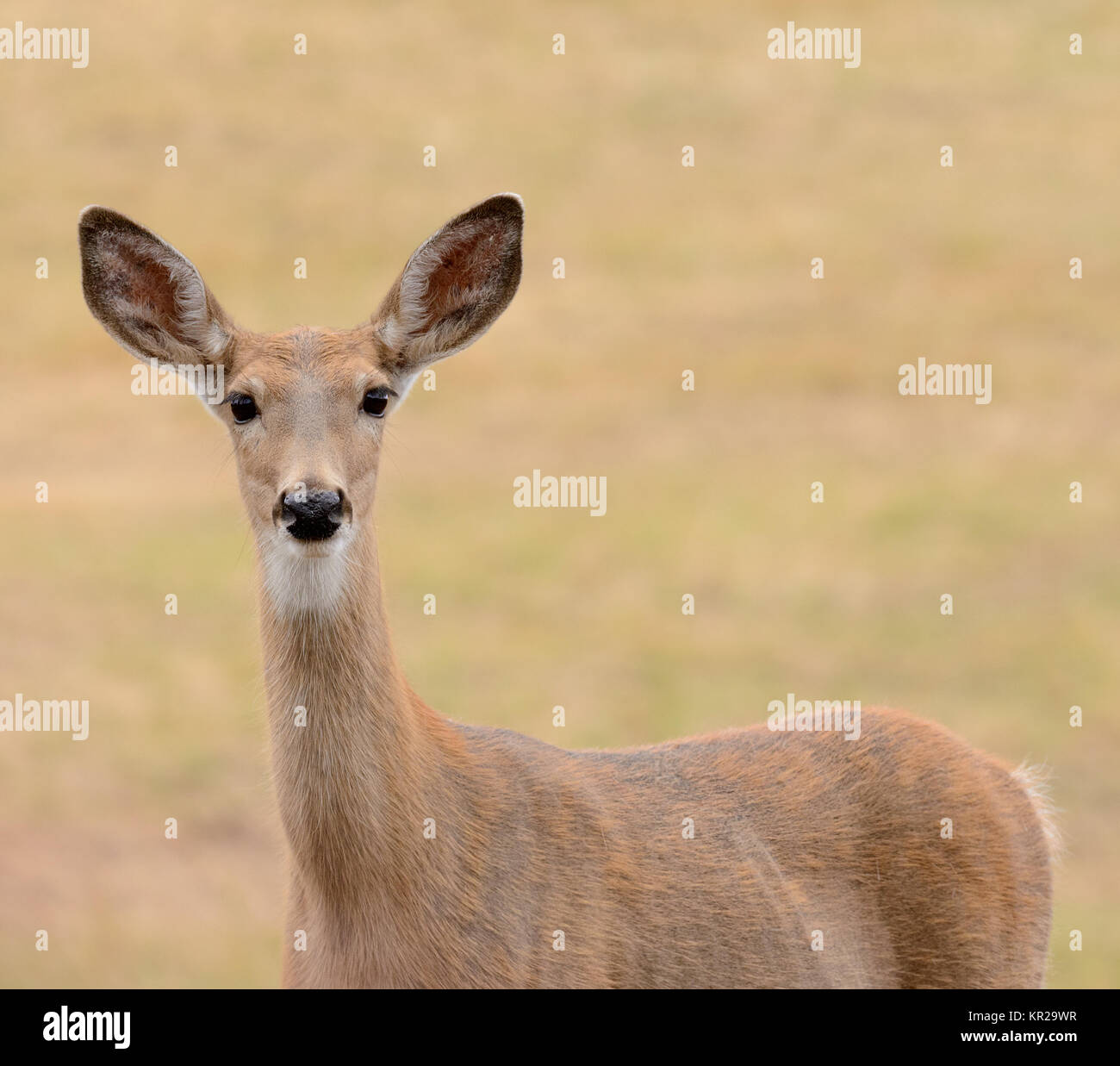Closeup of a female Whitetail Deer Stock Photo - Alamy
