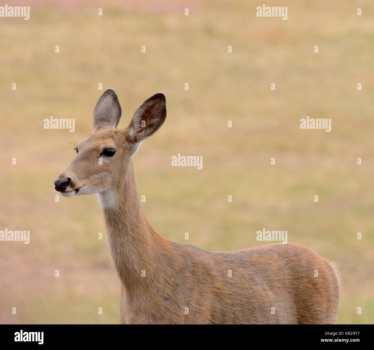 Female whitetail deer hi-res stock photography and images - Alamy