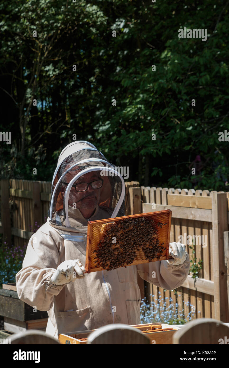 bee keeper examining a frame from a honey bee hive in a sunny garden ...
