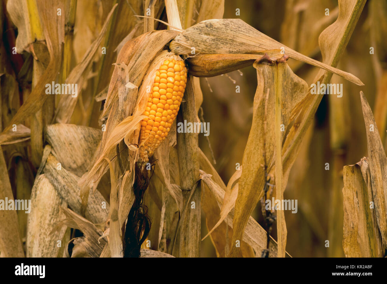 Cover Crop Maize High Resolution Stock Photography and Images - Alamy