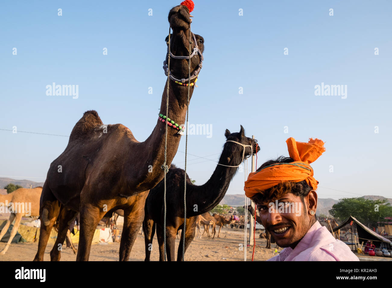 Camels drinking water hi-res stock photography and images - Alamy
