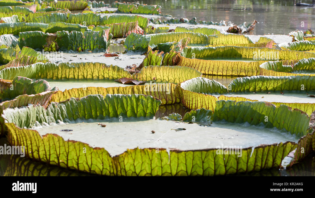 Giant Victoria Lilly, in the Saranrom park in Bangkok, Thailand. Water ...
