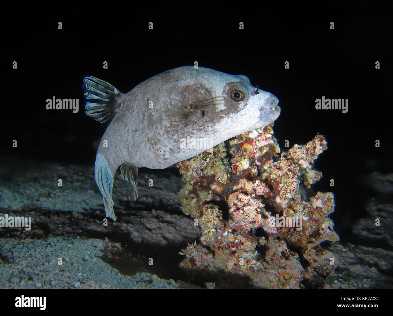 Ball fish hi-res stock photography and images - Alamy