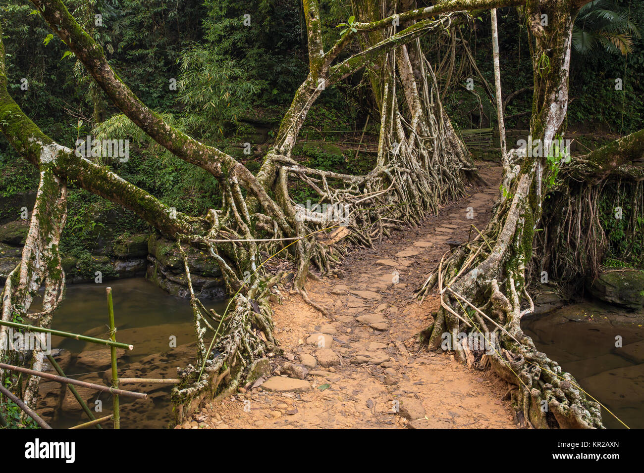 Living root bridge hi-res stock photography and images - Alamy