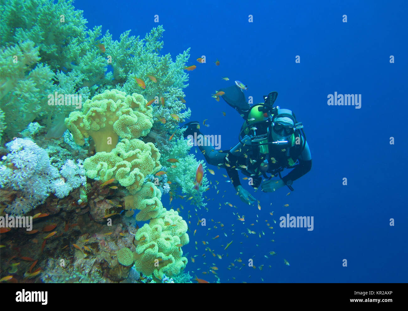 Diver, coral reef, Saint Johns reef, the Red Sea, Egypt, Taucher ...