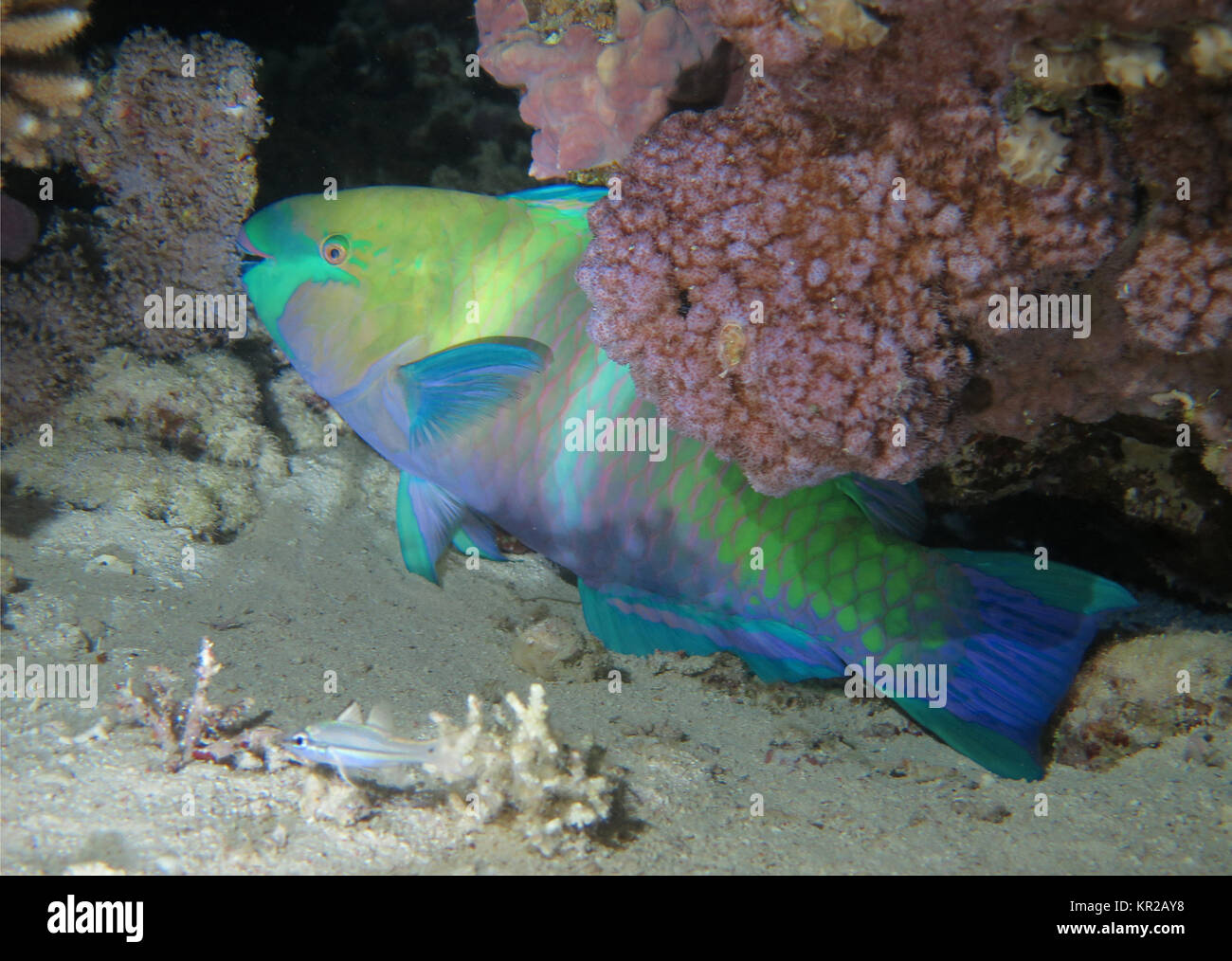 Parrot fish, night, Saint John?'s reef, the Red Sea, Egypt / Egypt ...
