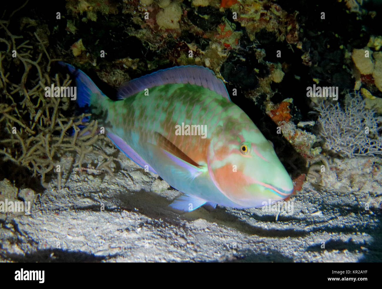 Parrot fish, night, Saint John?'s reef, the Red Sea, Egypt / Egypt ...