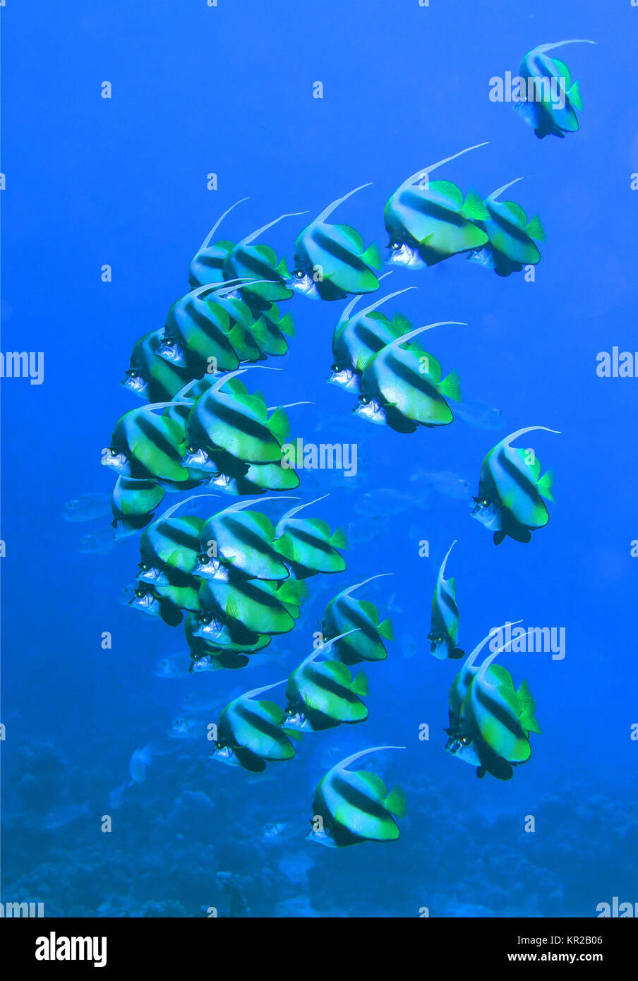 Dream pennon fish hi-res stock photography and images - Alamy