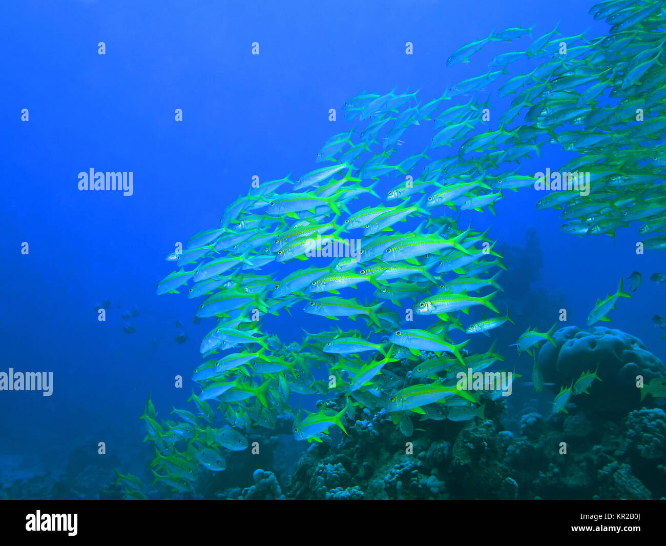 Rotes meer riff hi-res stock photography and images - Alamy