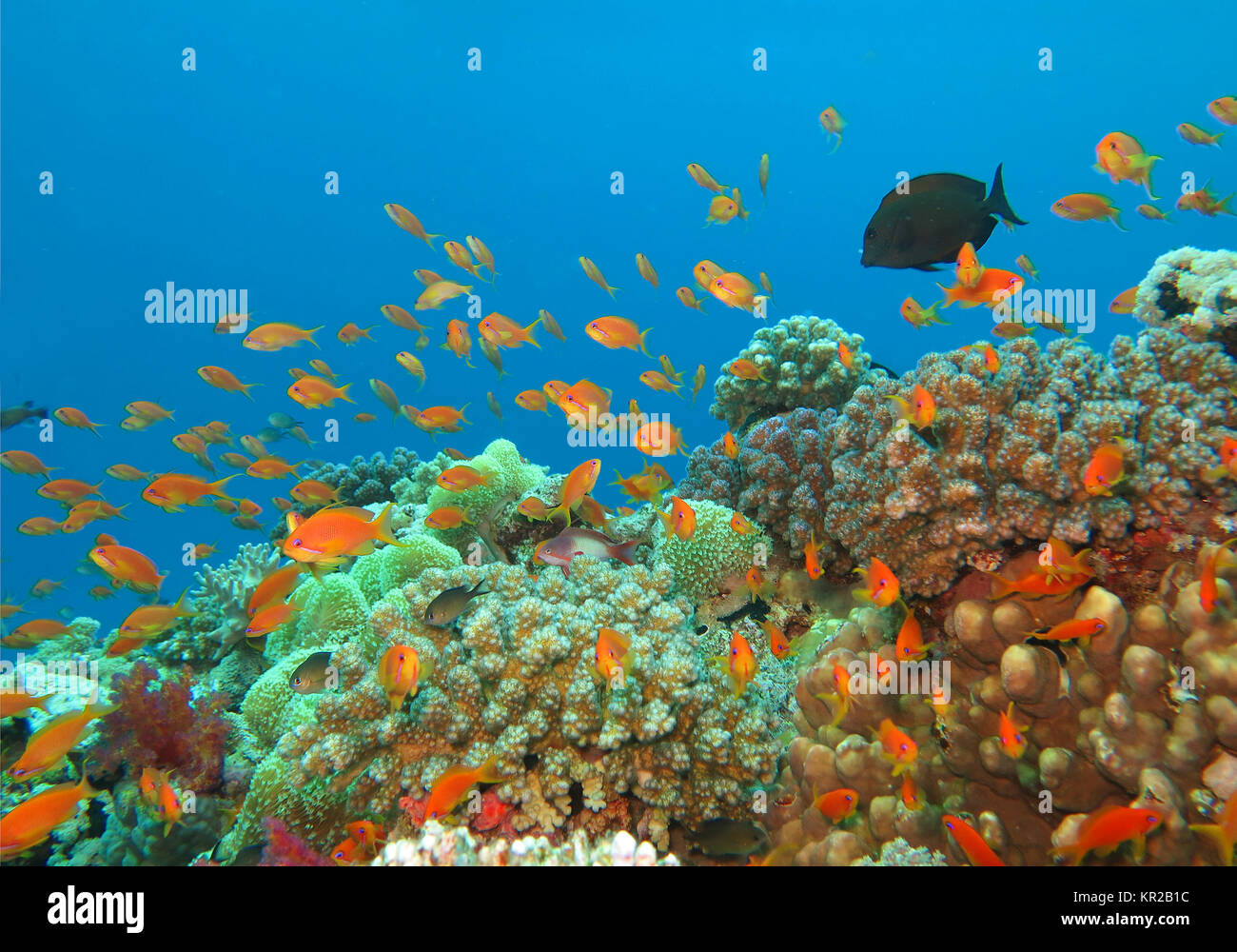 Jewels-flag perches Pseudanthias squamipinnis, coral reef, Saint Johns ...
