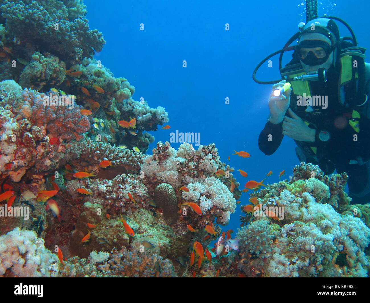 Diver, coral reef, Saint Johns reef, the Red Sea, Egypt, Taucher ...