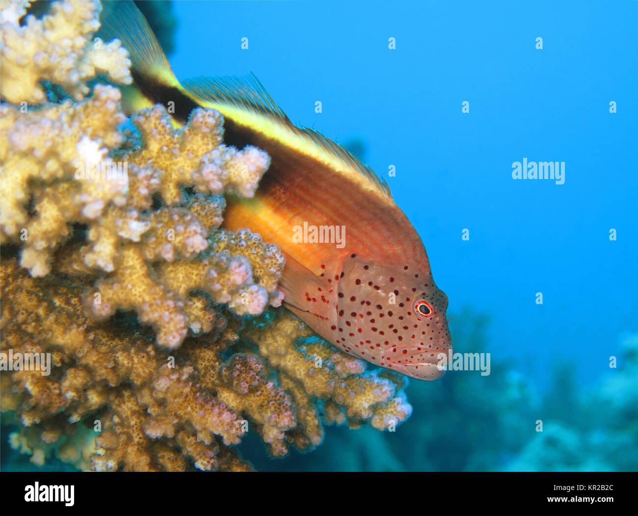 Touched coral guard Paracirrhites forsteri, Saint Johns reef, the Red ...