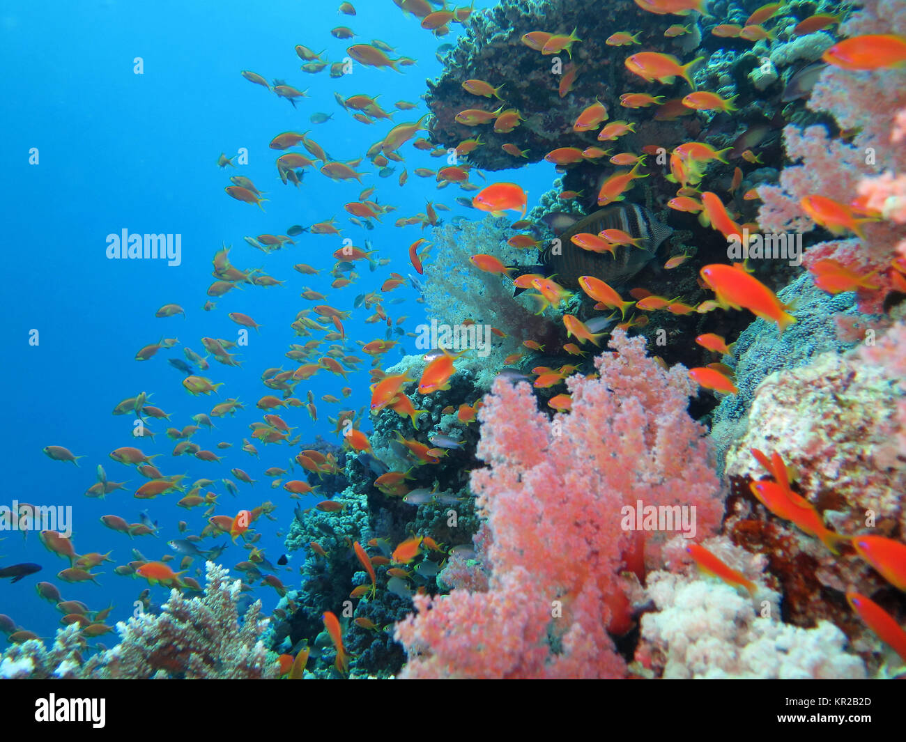 Jewel perches hi-res stock photography and images - Alamy