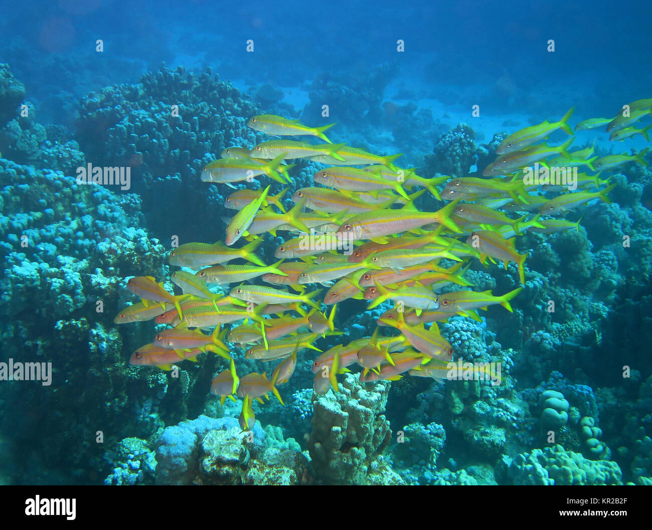 Schnapper, Saint John?'s reef, the Red Sea, Egypt / Egypt, St. John´s ...