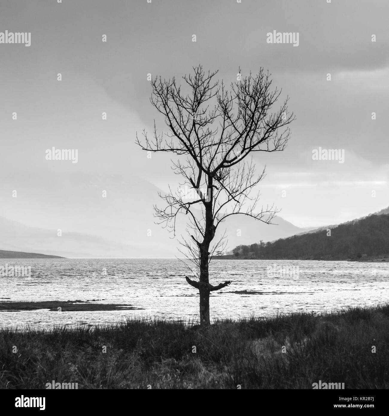 A square monochrome image of a lone tree at the head of Loch Etive ...