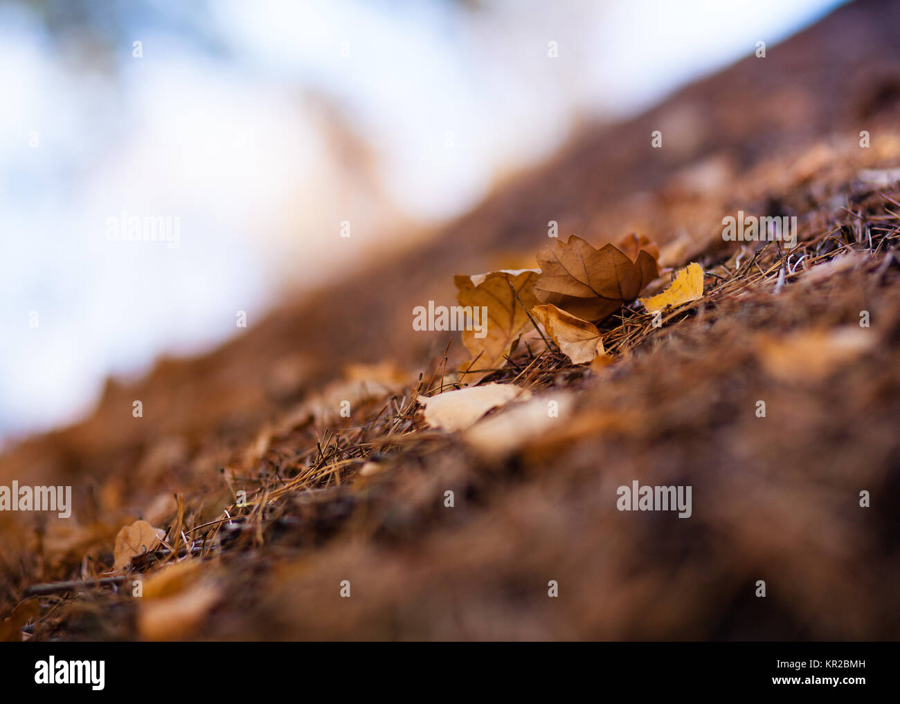 A few dry leaves diagonally Stock Photo - Alamy