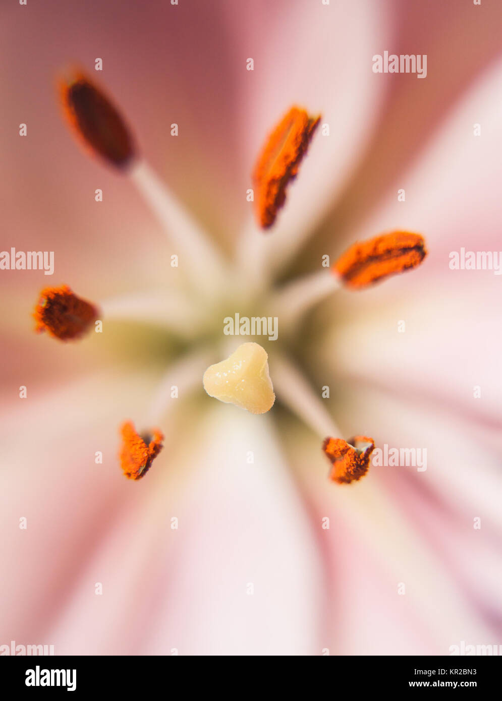 Pistil and stamens of pink Lily macro Stock Photo - Alamy