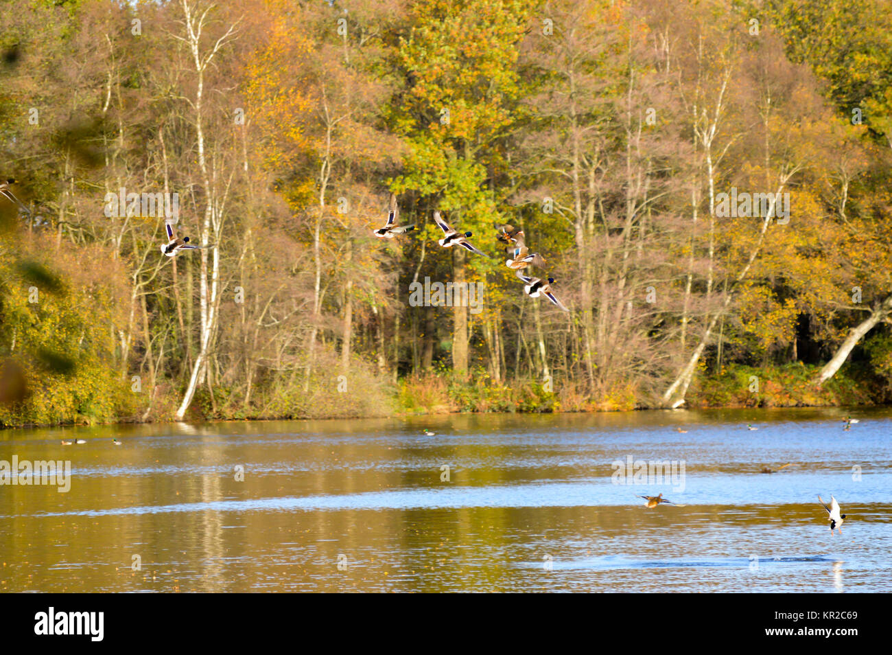 Birds flying over lake nature scene Stock Photo - Alamy