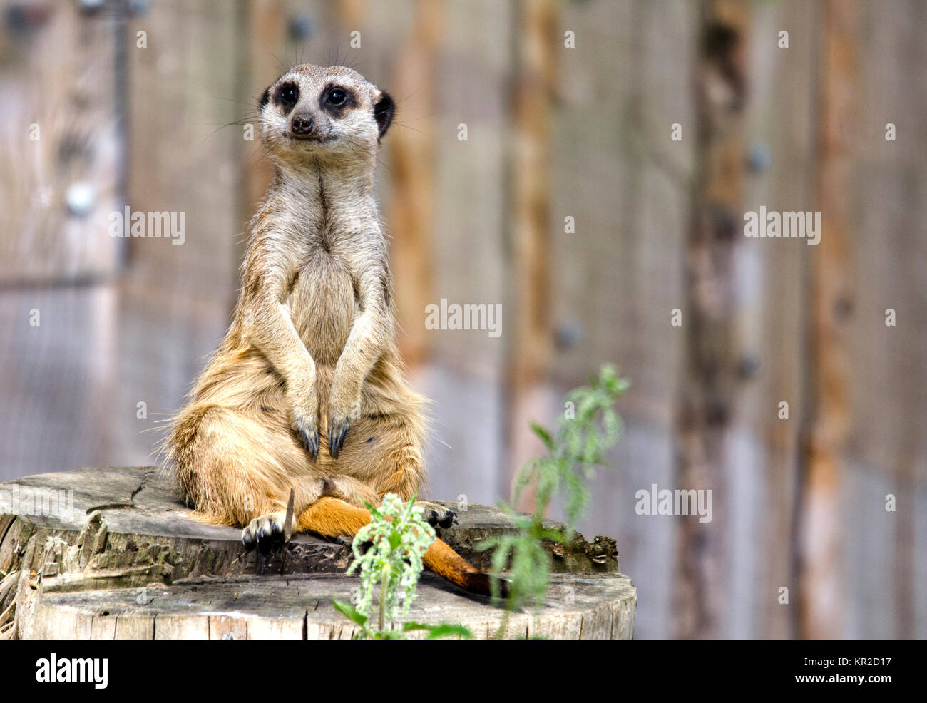 Meerkat Sitting on Guard Stock Photo - Alamy