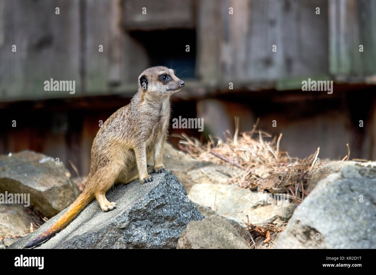 Meerkat Sitting on Guard Stock Photo - Alamy