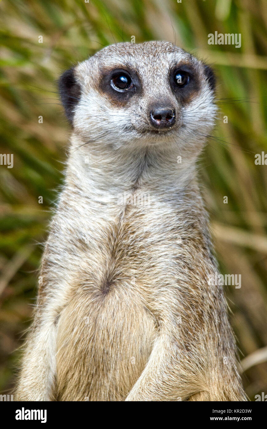 Meerkat Sitting on Guard Stock Photo - Alamy