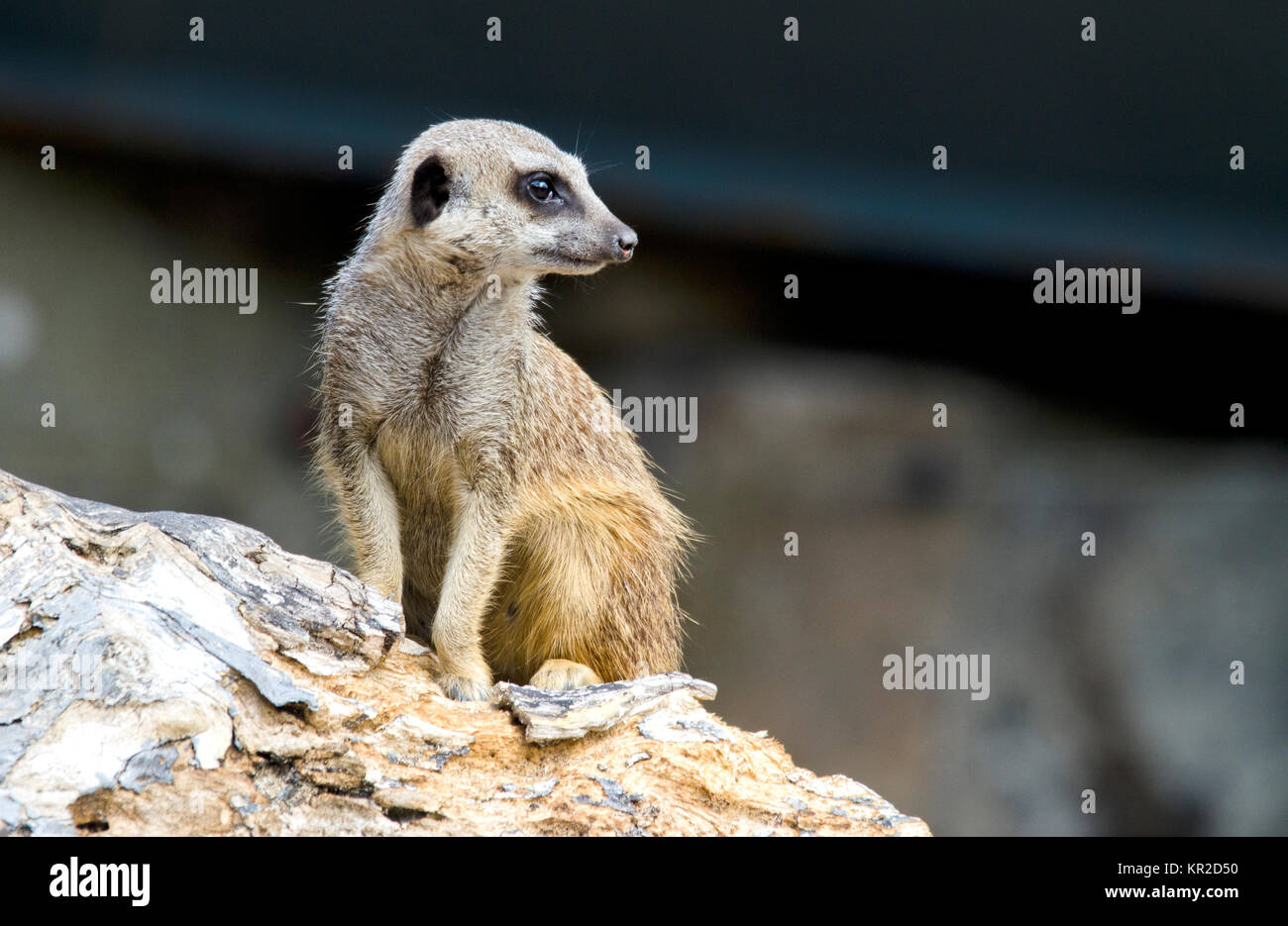 Meerkat Sitting on Guard Stock Photo - Alamy