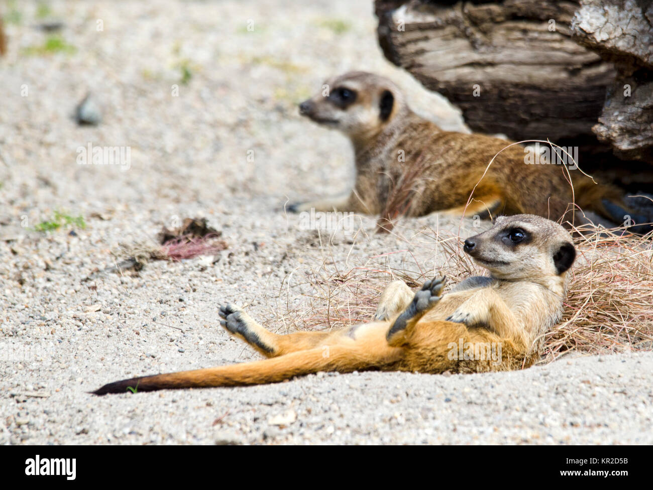 Meerkats Lying and Sitting Down in the Desert Stock Photo - Alamy