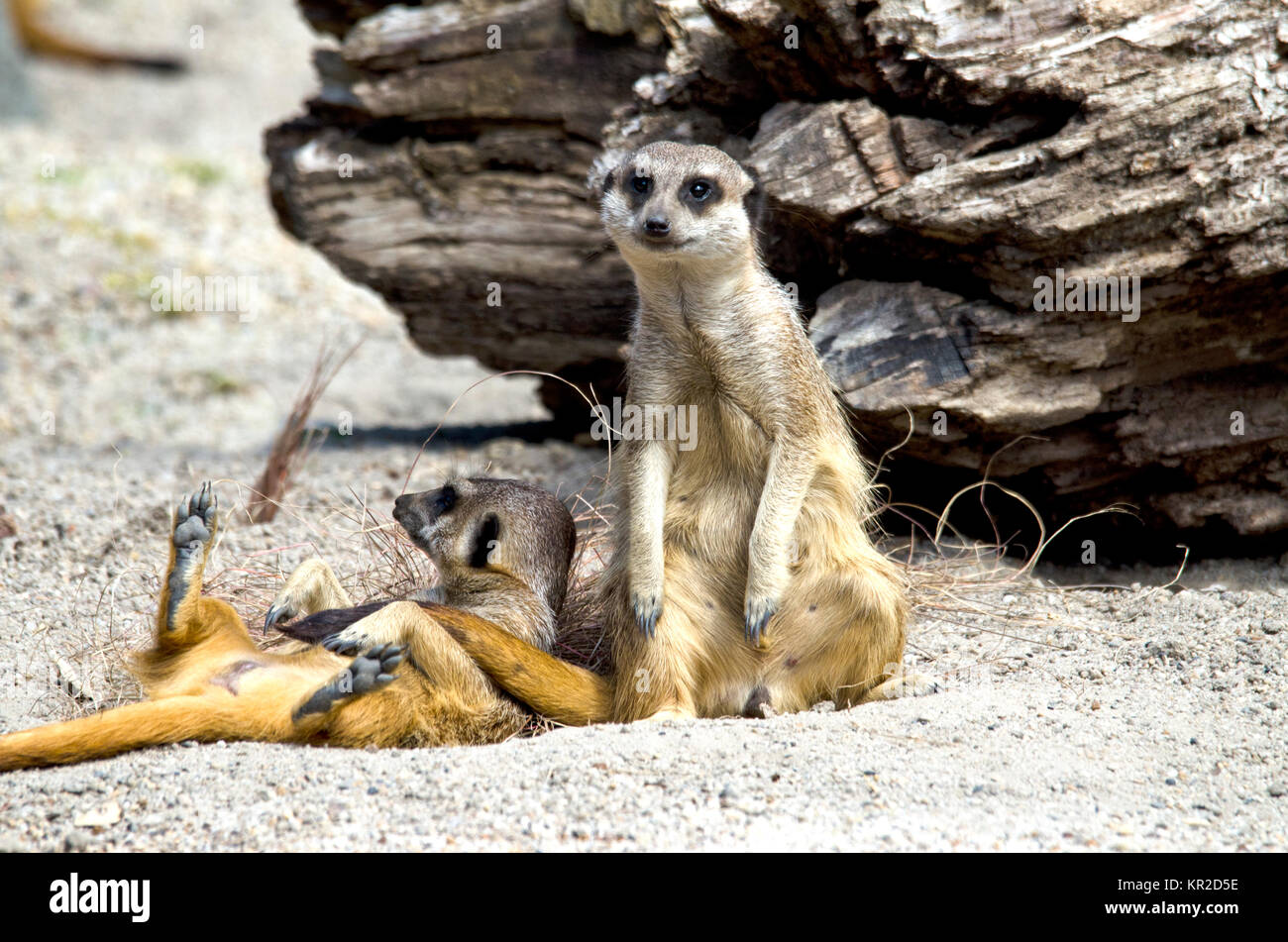 Meerkat sitting down hi-res stock photography and images - Alamy