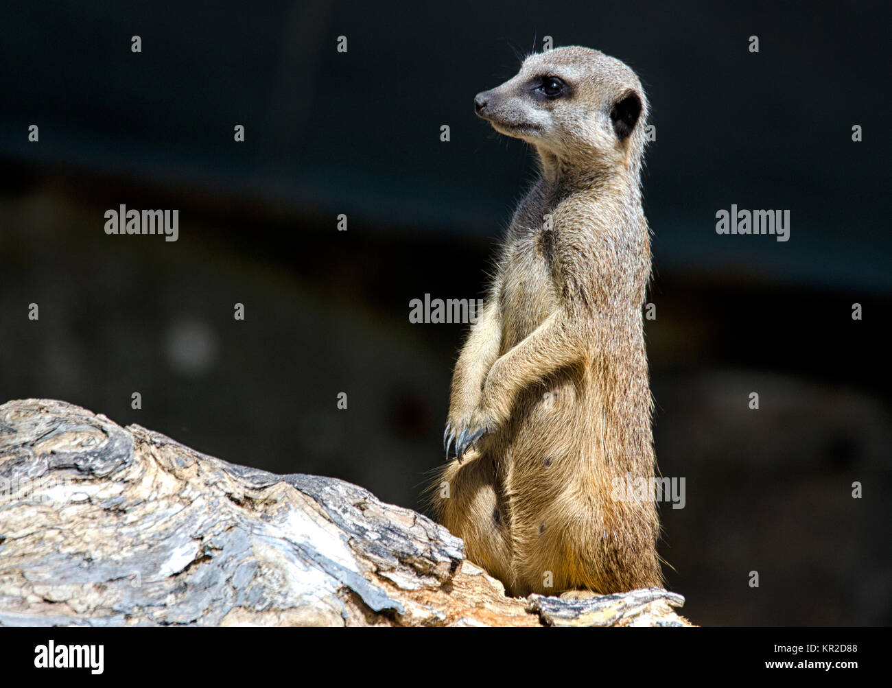 Wildlife guard hi-res stock photography and images - Alamy