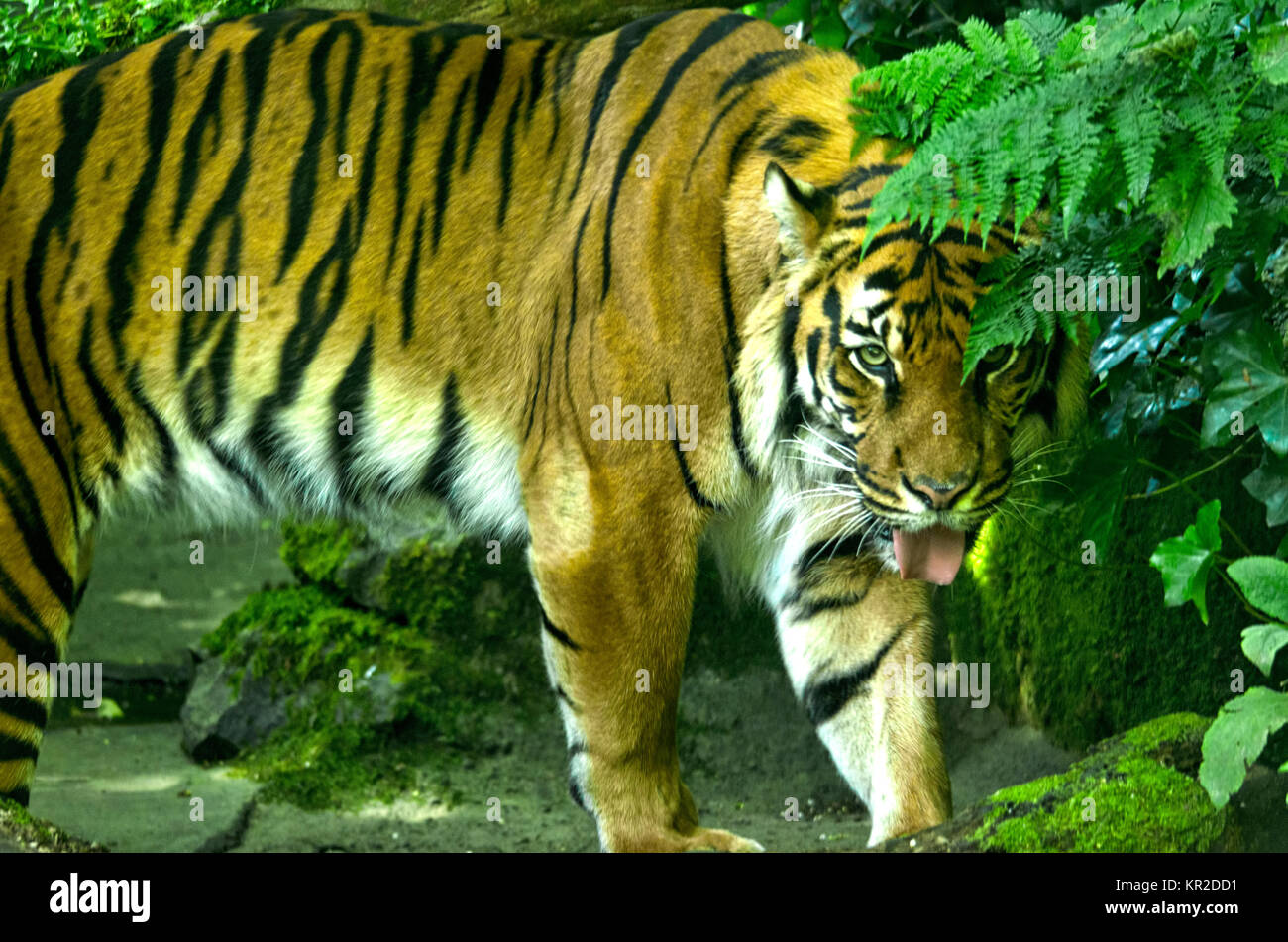 Close Up of a Tiger Walking Around Stock Photo - Alamy