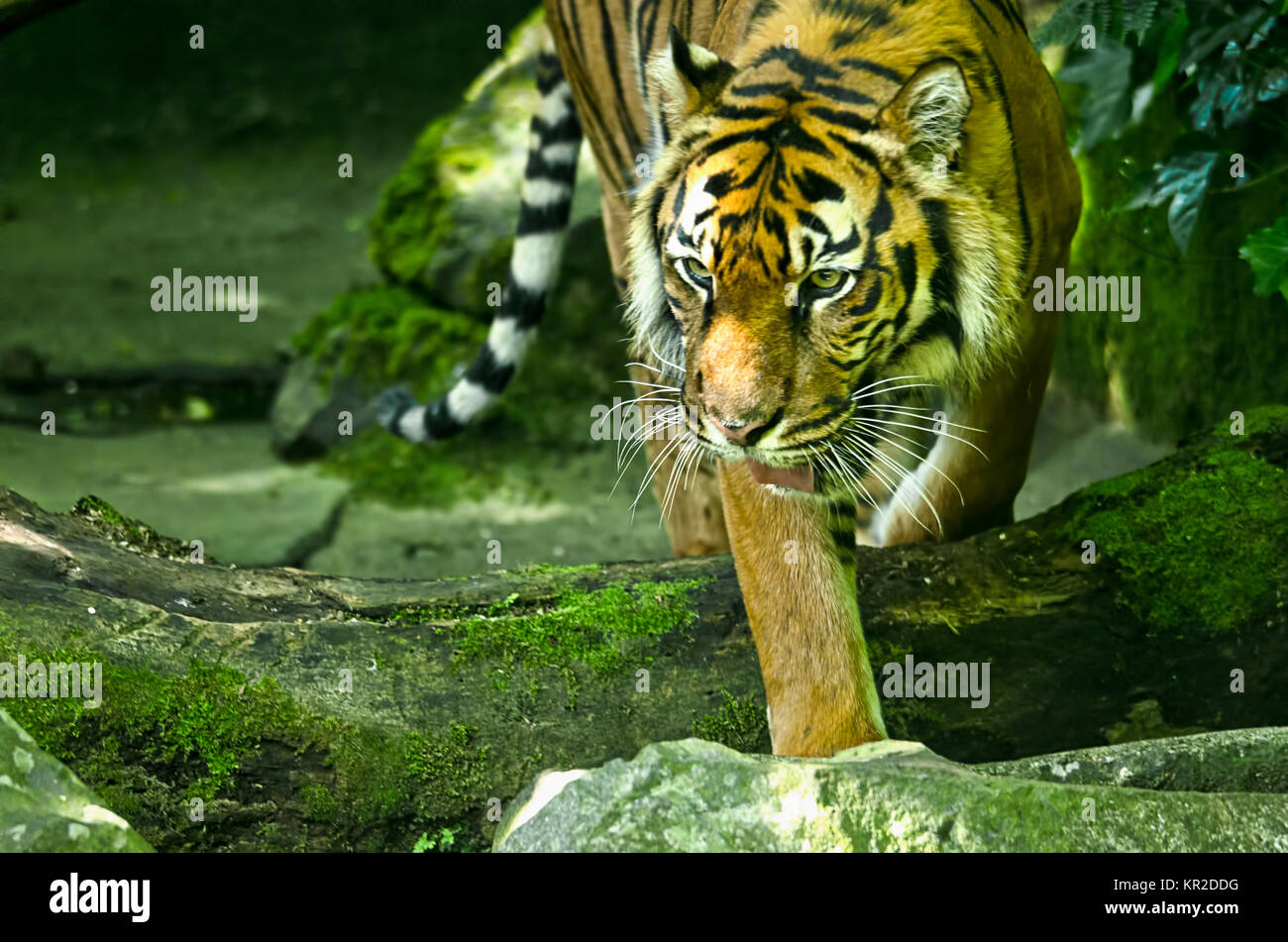 Close Up of a Tiger Walking Around Stock Photo - Alamy