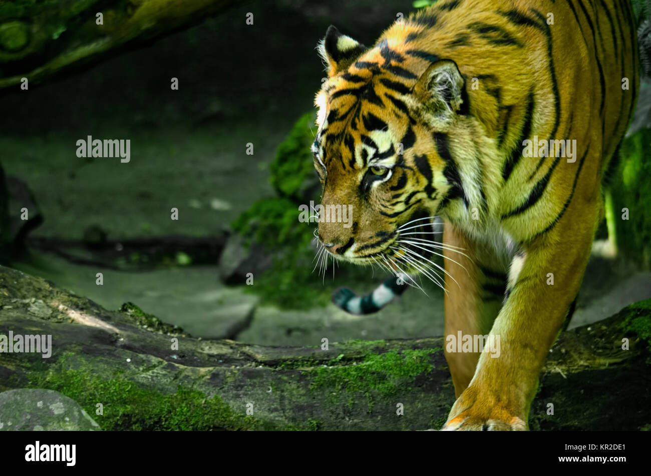 Close Up of a Tiger Walking Around Stock Photo - Alamy
