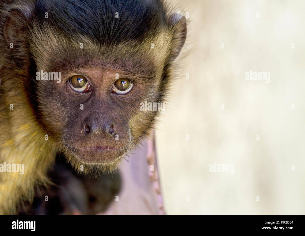 Monkey looking up hi-res stock photography and images - Alamy