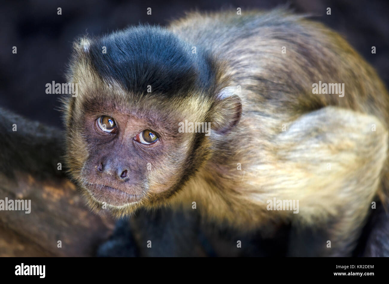 Capuchin Monkey Looking Up Stock Photo - Alamy