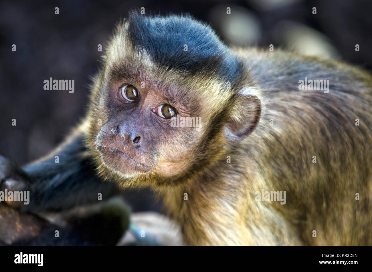 Capuchin Monkey Looking Up Stock Photo - Alamy