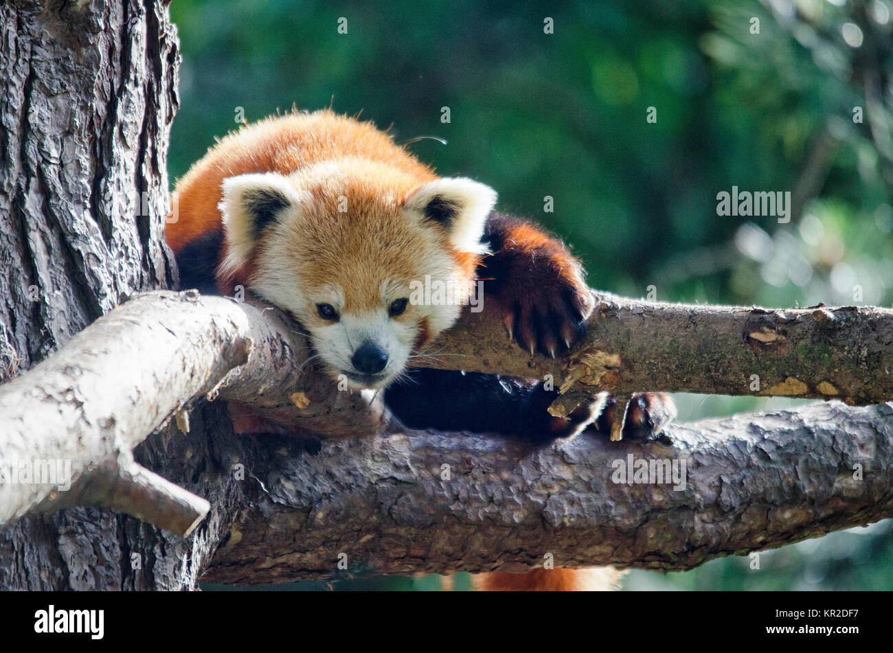 Endangered Red Panda in a Tree Stock Photo - Alamy
